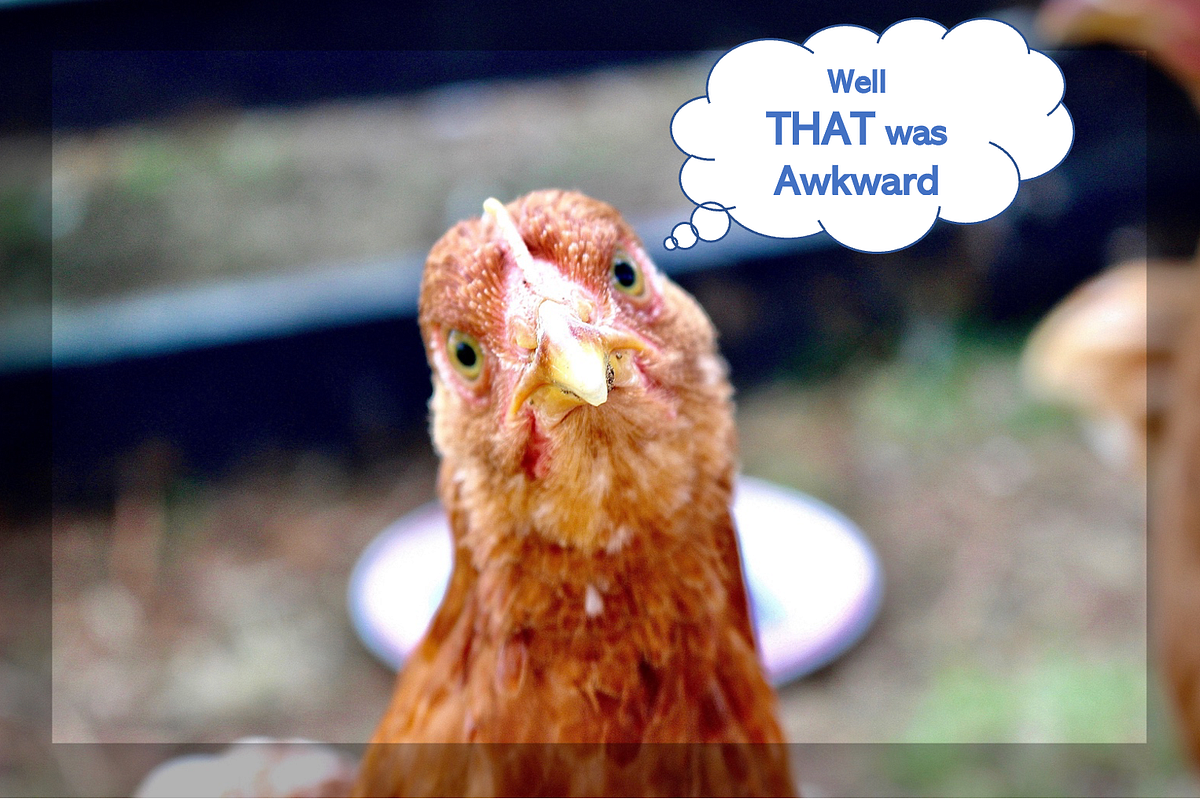 I’ve Been a “Live Wire” and a Dead Chicken-Handler | by Judy Millar ...