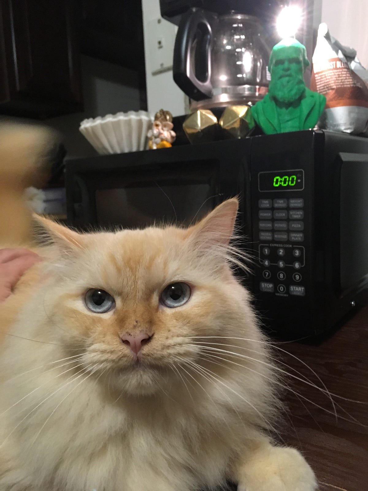 Why I Named My Cat Charlie In The Above Photo You See My Furry… By
