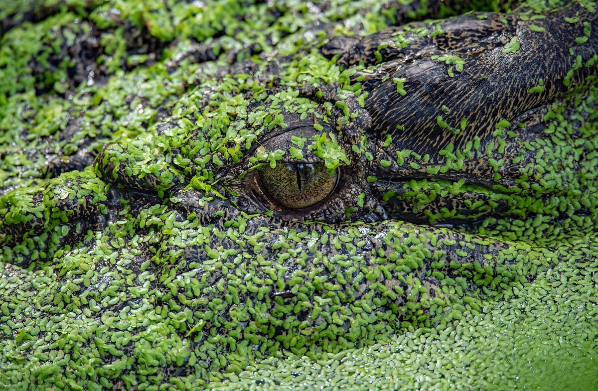 Covert Sabotage. A covert saboteur is a snake, someone… | by Rodney ...