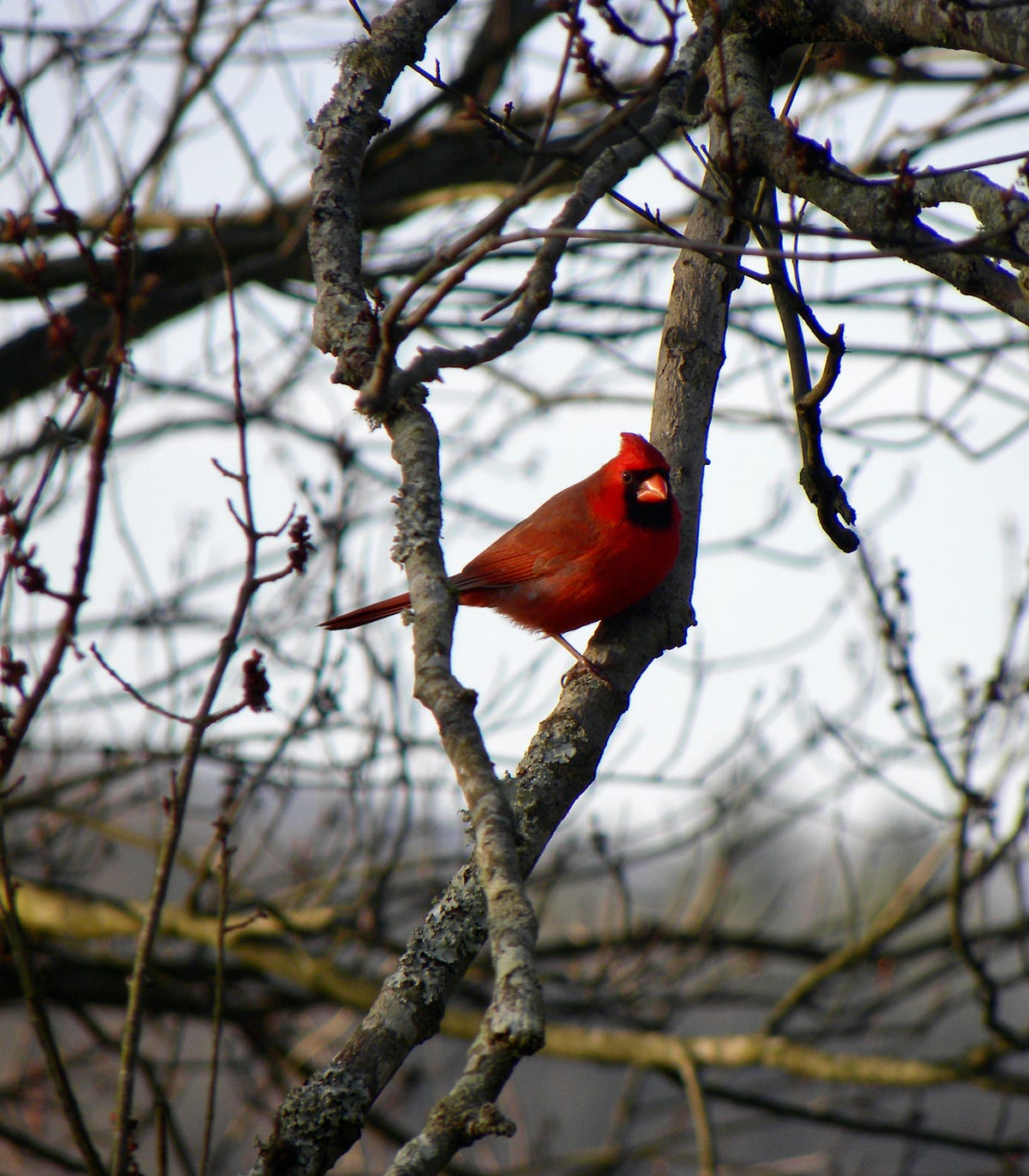 Back Porch Birding Part 1. In Lower Appalachia | by Ridge | SNAPSHOTS ...