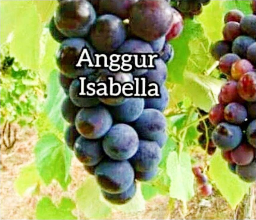 Bibit Stek Anggur Isabella Kota Batu Berkualitas | by Ratihmelani | Medium