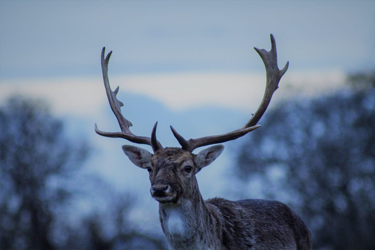 FACTS ABOUT THE CHRISTMAS EVE ANIMAL… | by Anushka Pemmaraju | Medium