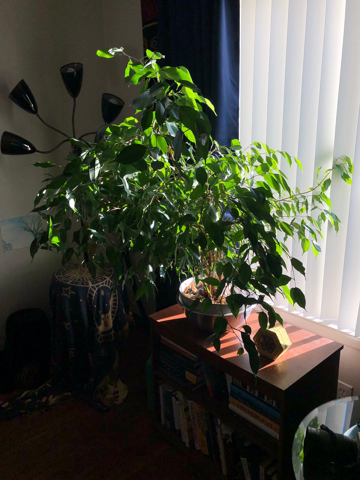 The Realities That Are Hard to See Coming | by Teresa D Hawkes, Ph.D. | We dream first the ...