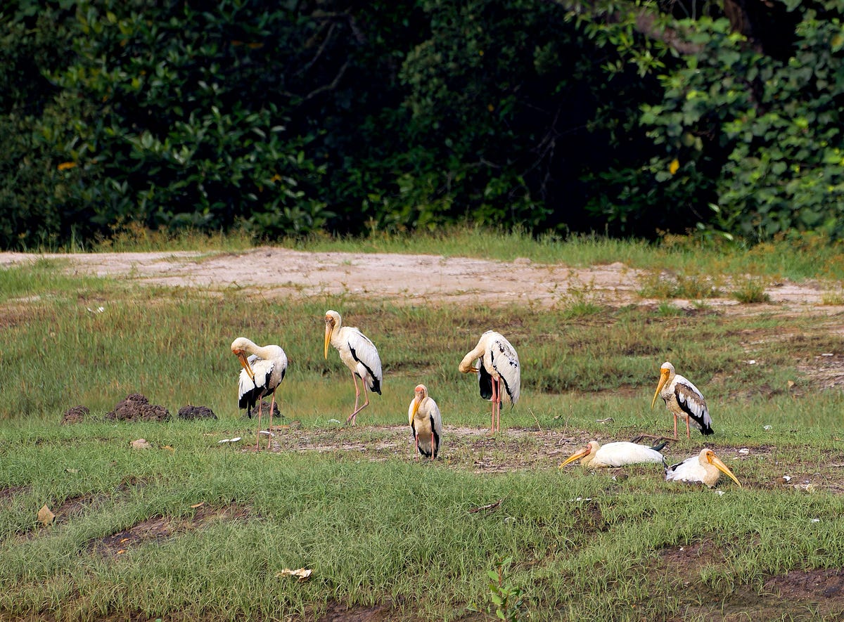 What is a Milky x Painted Stork?. Learning about hybrid storks | by Quiet Frame | Weeds ...