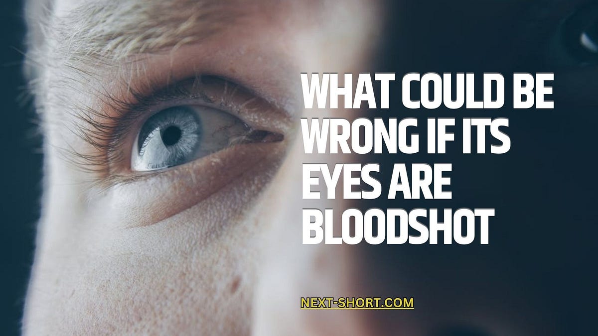 What Could Be Wrong If Its Eyes Are Bloodshot | by Felicidad | Jul ...