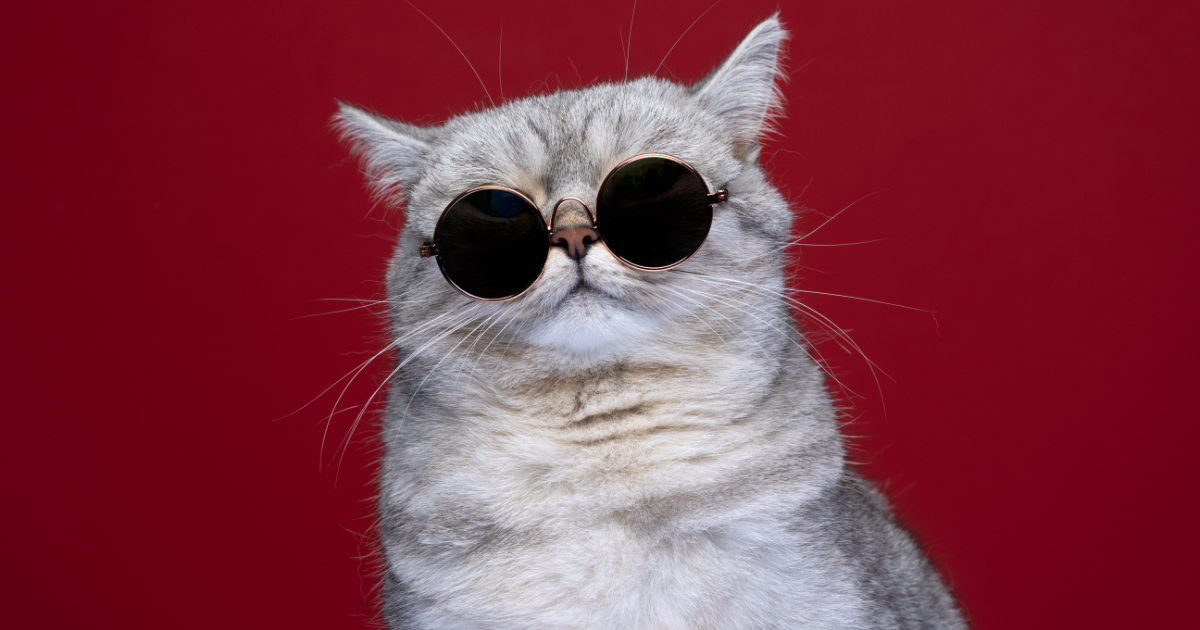 Do Cats Have Alphas? | Medium