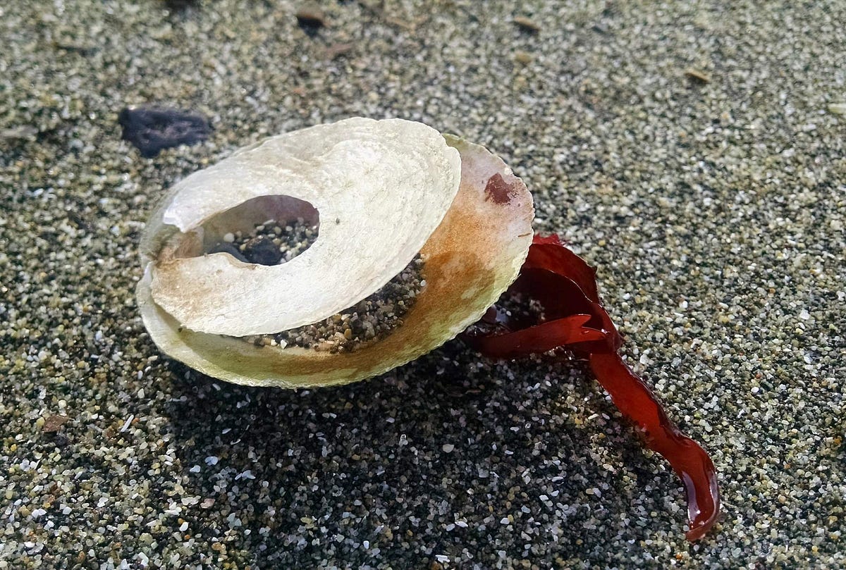 Shells of dignity.. Dealing with two broken arms, or… | by A Call to ...