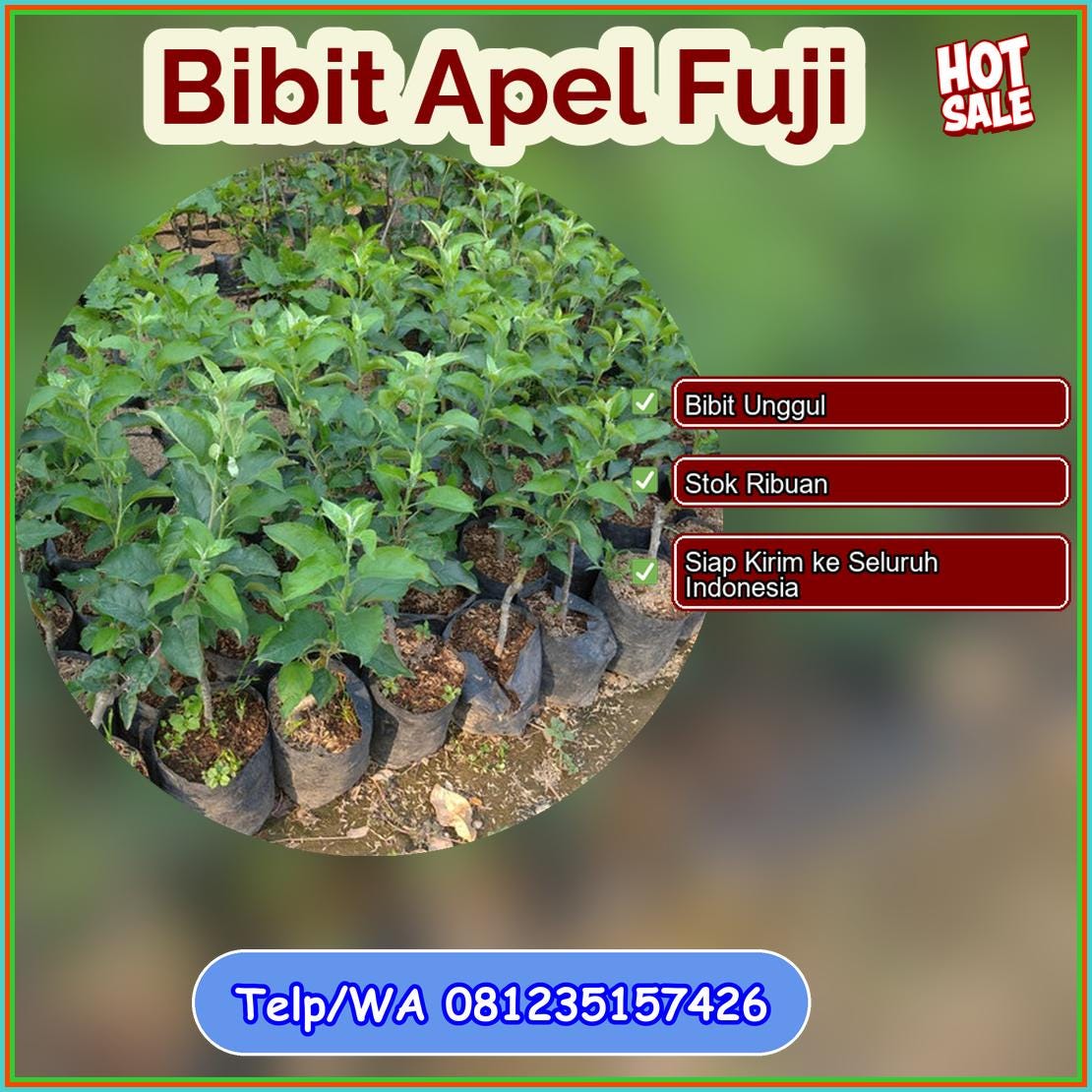 Harga Bibit Apel Fuji Banyuwangi - Itangnursery - Medium