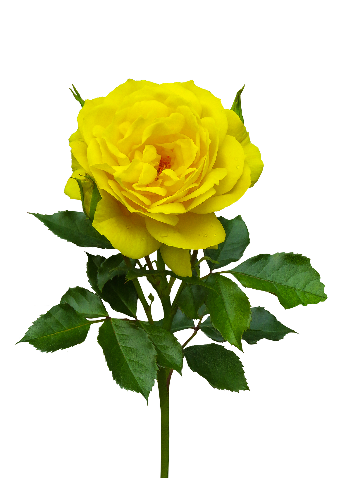 Freddie Mercury And The Yellow Rose | by Akhoy Jyoti Chaudhury ...