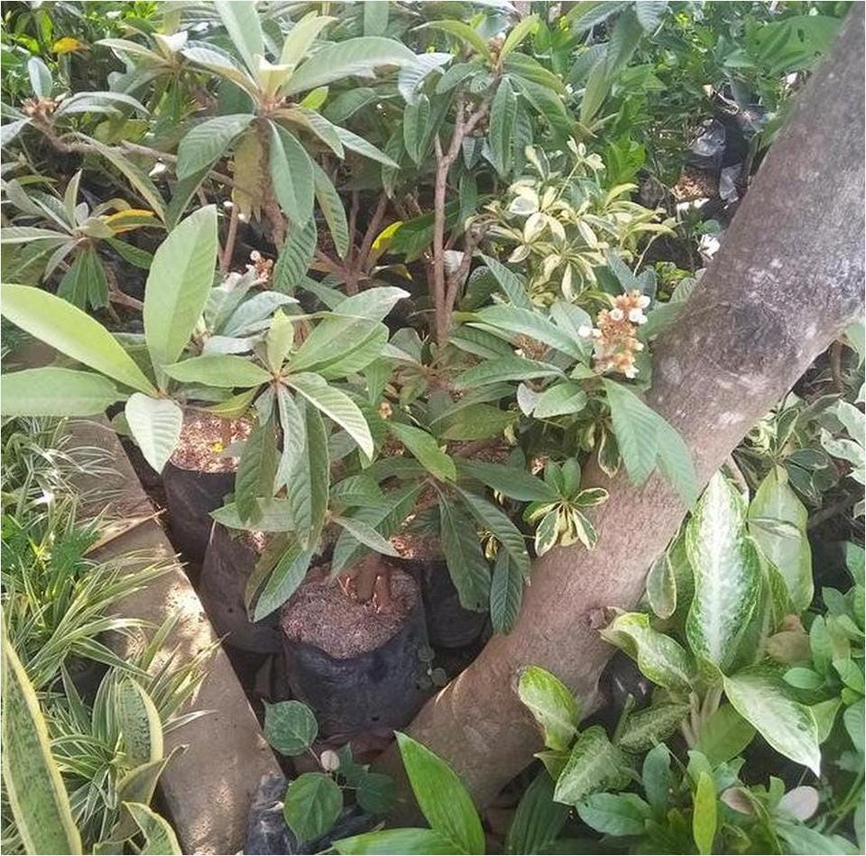 Bibit Leci Kuning Gosale 1010 Dijula Biwa Loquat Atau Cangkok Cepat ...