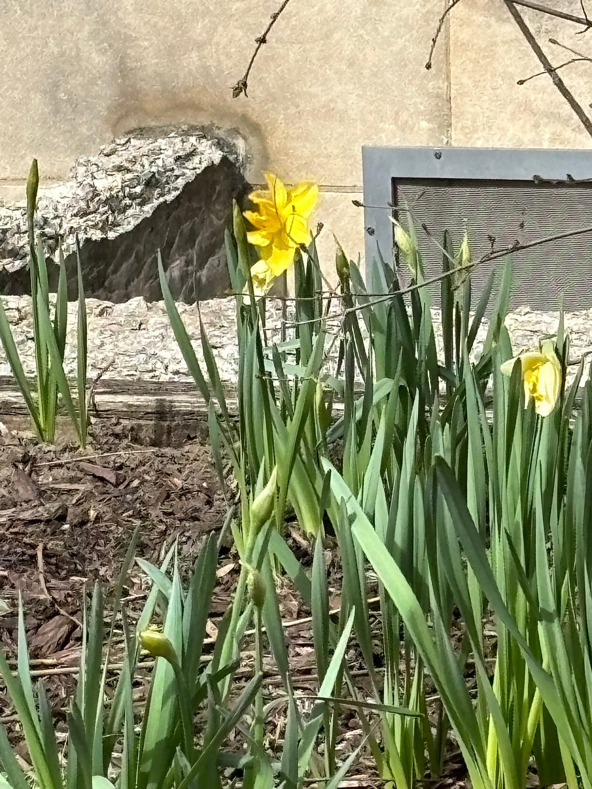 May Like Temperatures Cause Earliest Bud Break in 12 years in Southeast ...