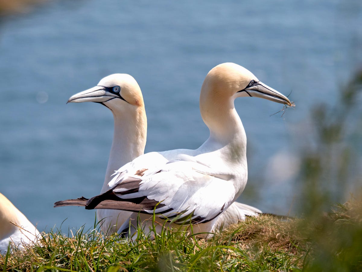 The Gannets Return - The Daily Cuppa - Medium