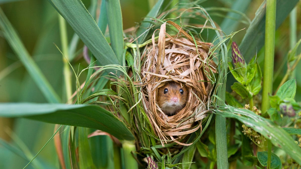 When schemes gang agley. The best-laid schemes o’ Mice an’ Men… | by ...