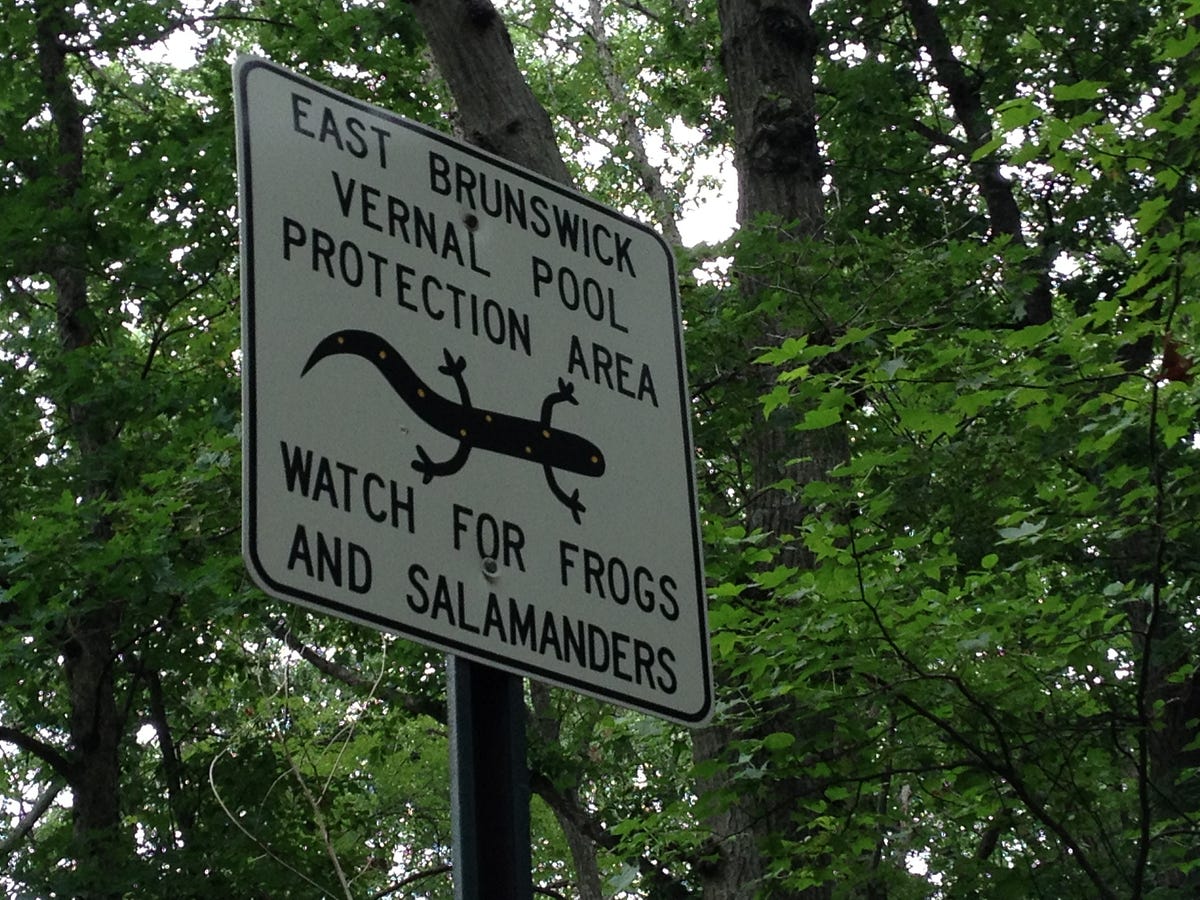 Salamanders, frogs make annual Beekman Road crossing | by Jeremy ...