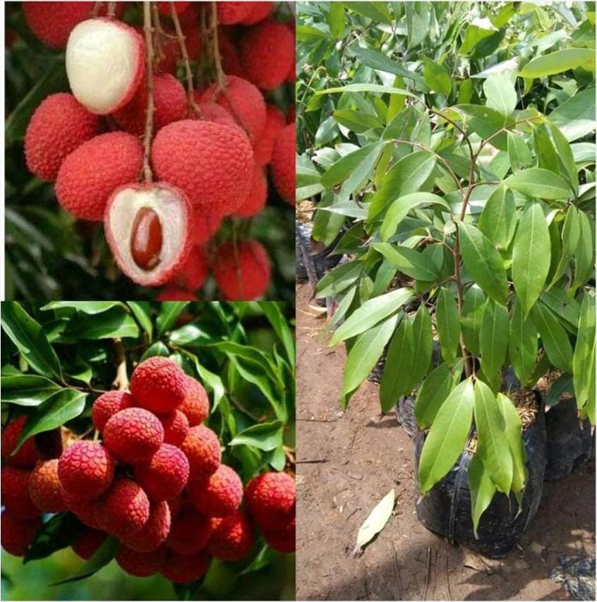 Bibit Leci Merah Kualitas Unggul Cirebon | by Itangnursery | Medium