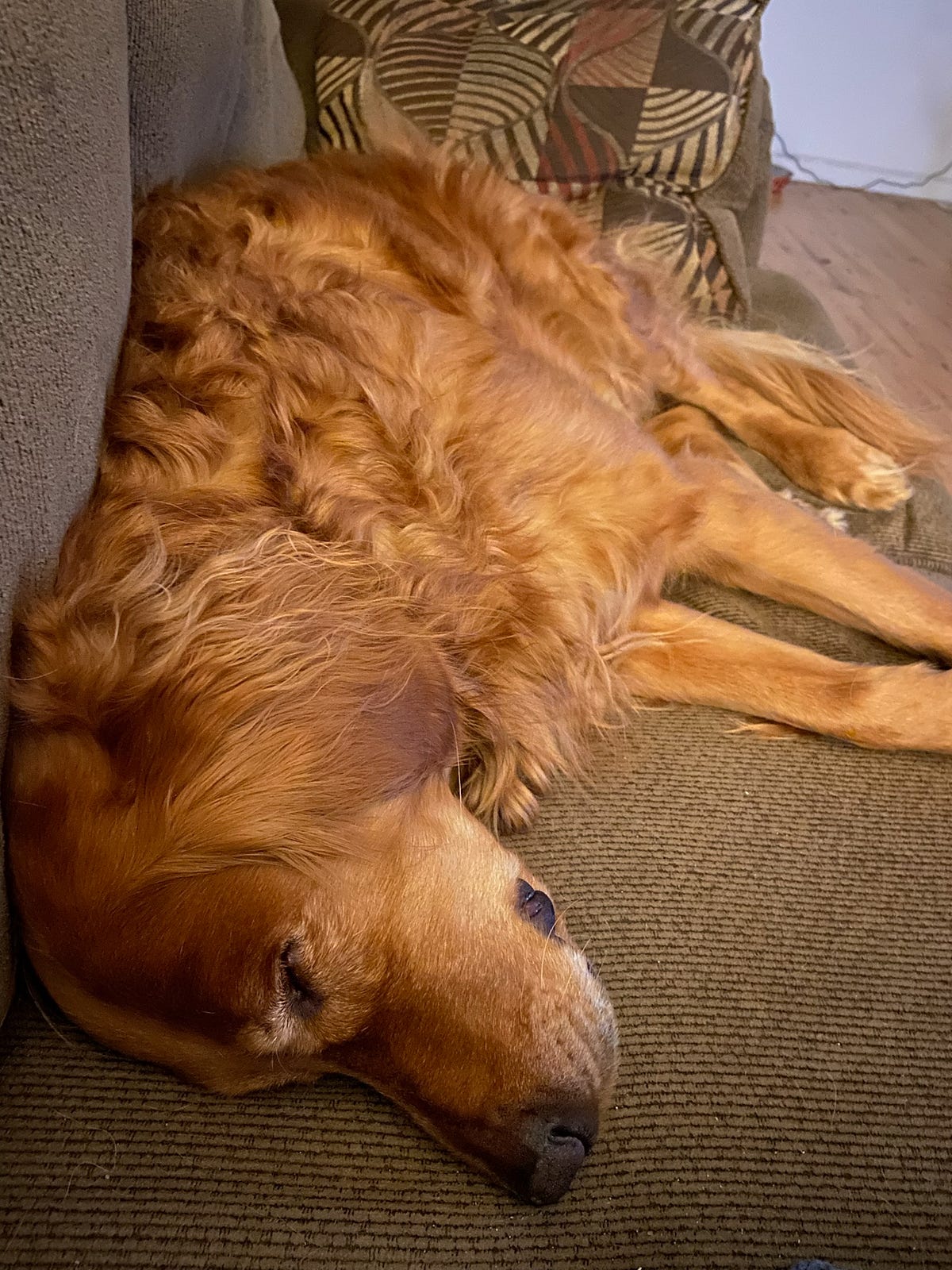A Snoozing Dog and Late Nights At Work | by Kim Zuch | SNAPSHOTS | Medium