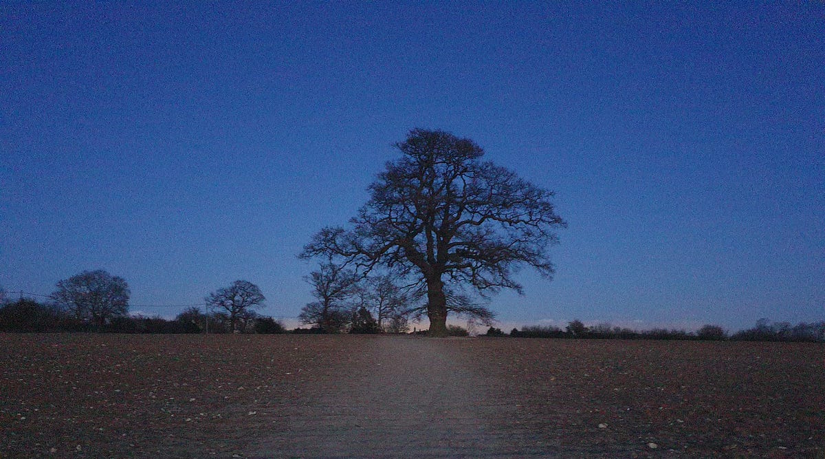 A Tale of Two Trees. Part 1: Wisdom and sin | by B M Peirson | Medium