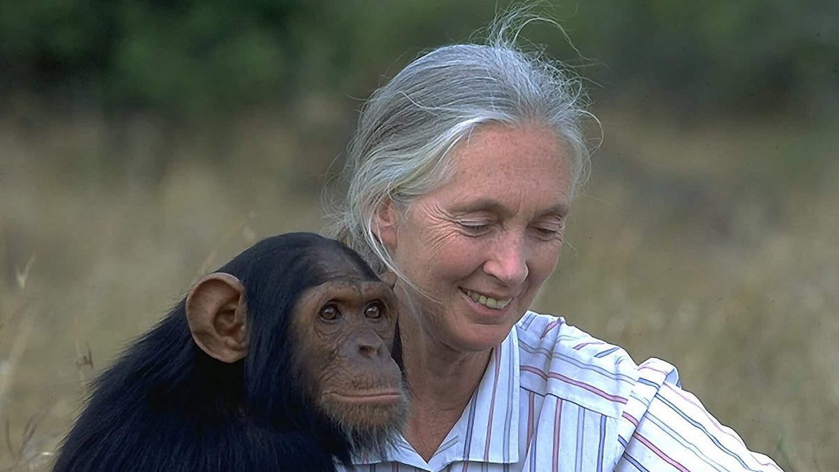 Jane Goodall, pioneering primatologist, dies at 91 — A legacy that ...
