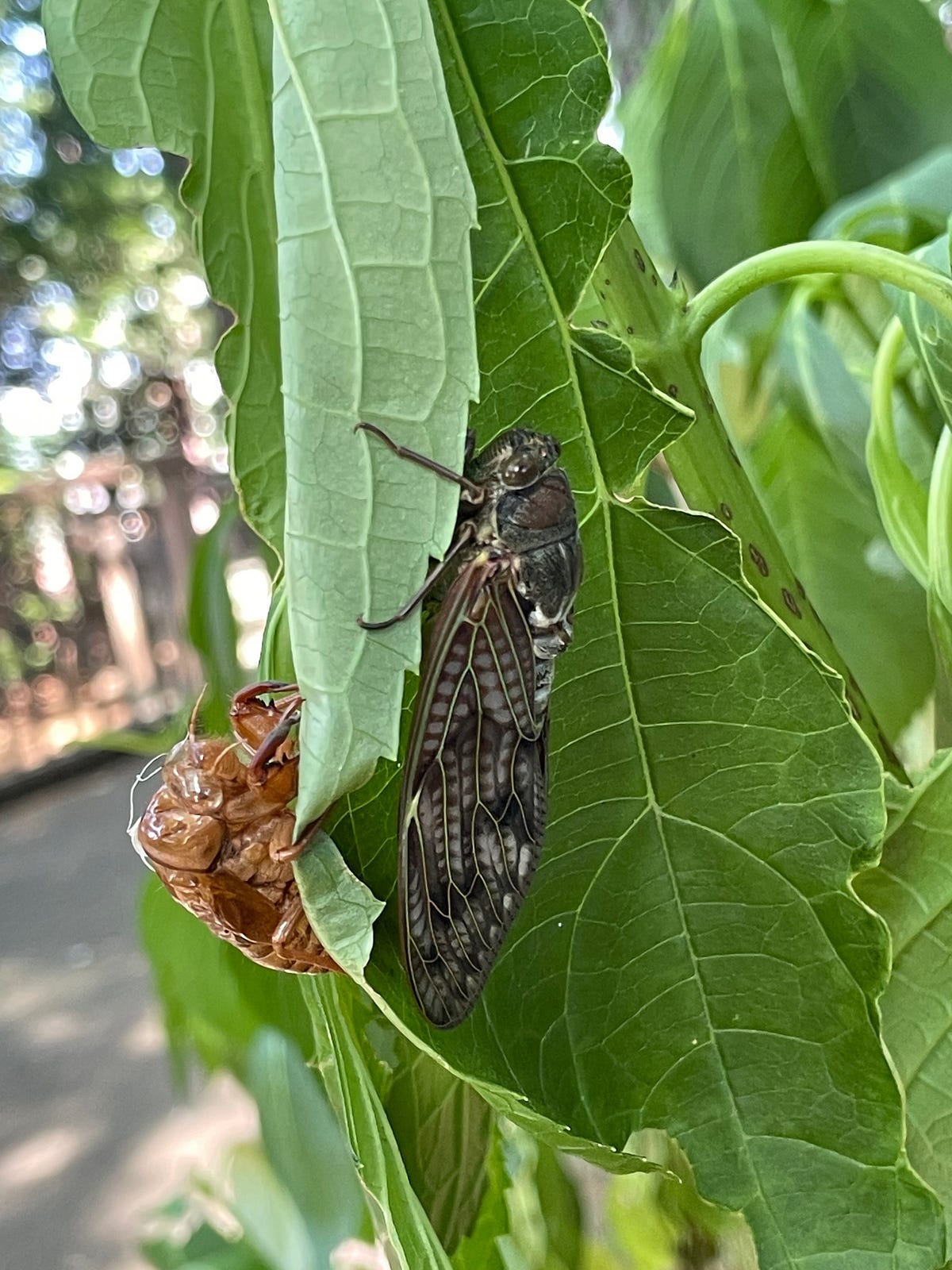 A Poem - Cicada - Miki Angelis - Medium