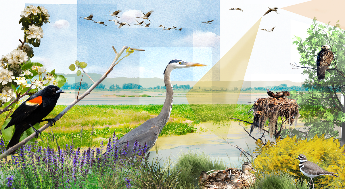 The Mississippi Flyway. A Memphis River Parks Birding Adventure | by ...