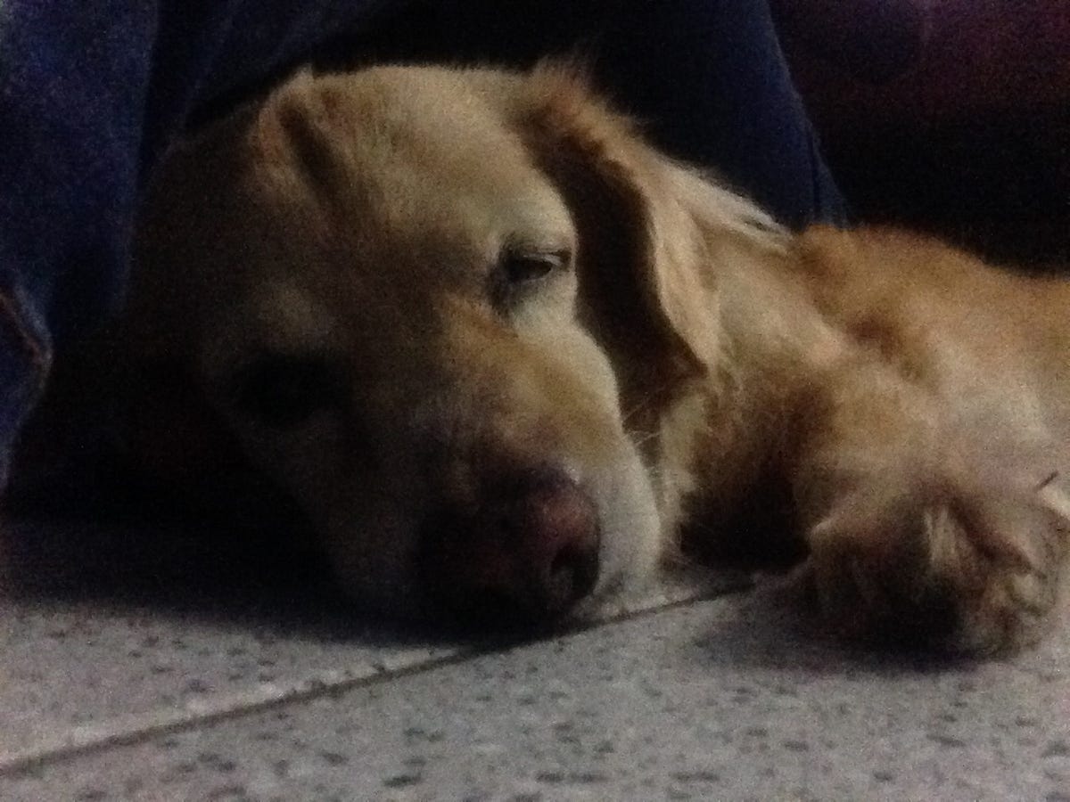 Furry, Funny, Forever Missed: A Poem For Scooby-Doo | by Danielle Martin | Wordsmiths’ Weekly ...