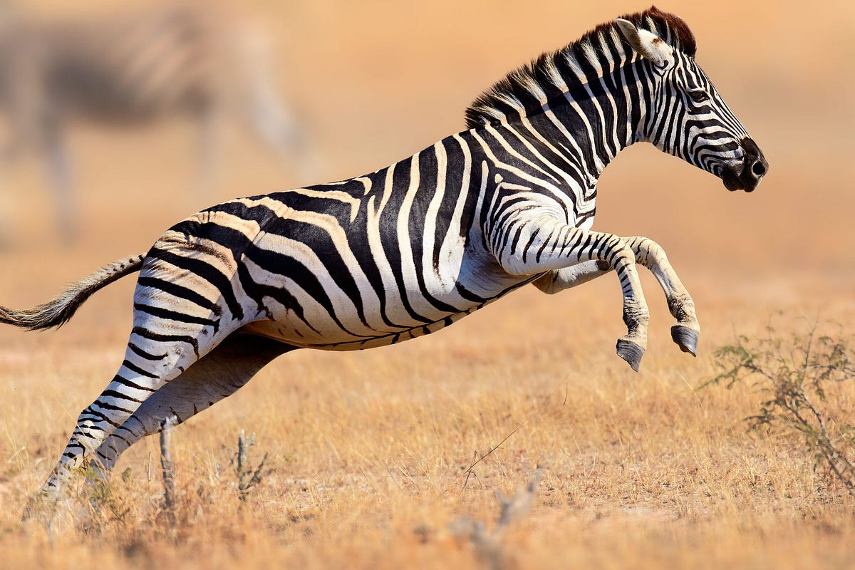 Awareness raising in Spring for our Ehlers-Danlos Zebras… | by Susanna ...