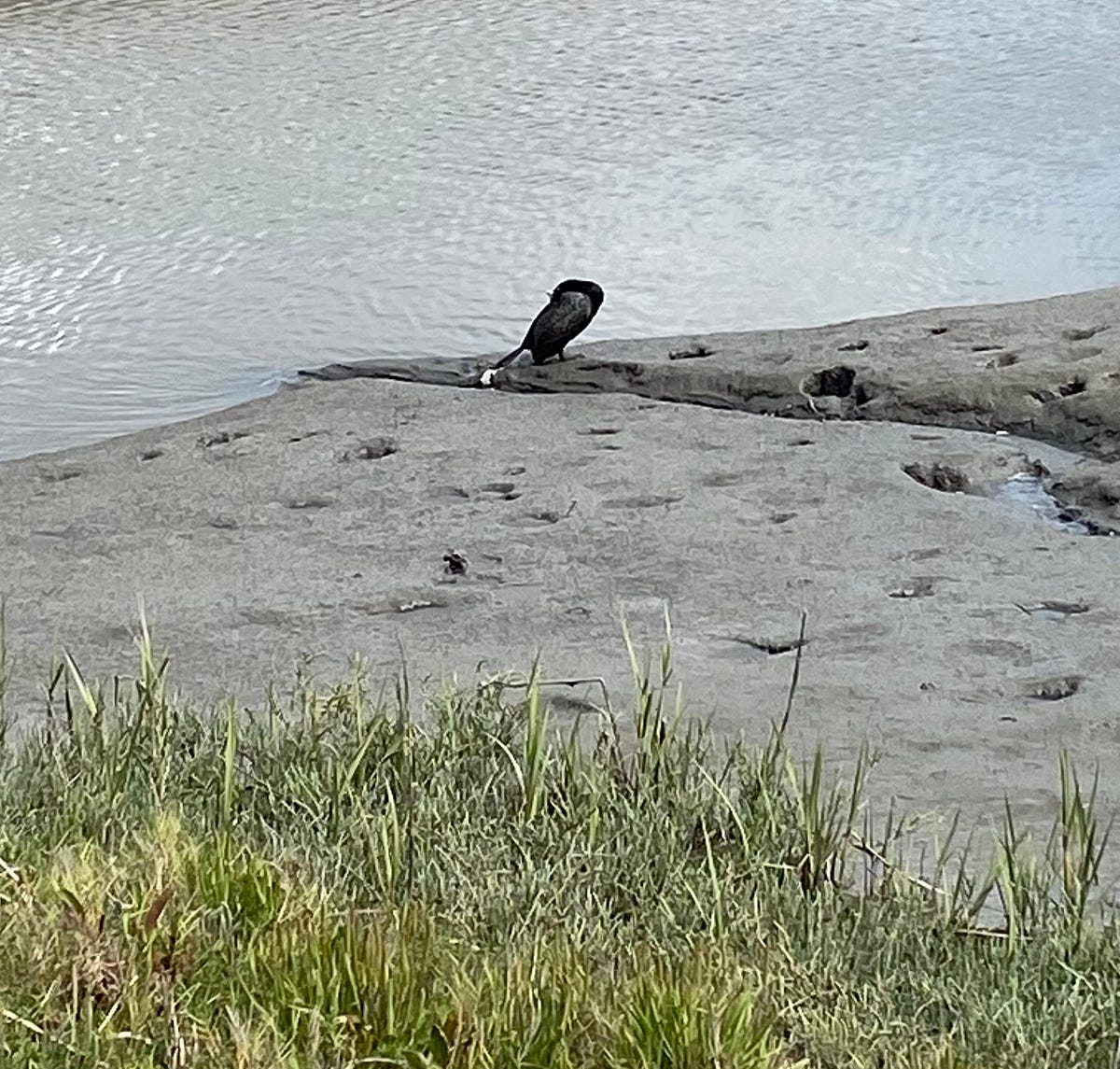 Love At The End Of The World A Free Verse Poem For Riparian The By Love At The End Of The World A Free Verse Poem For Riparian The By