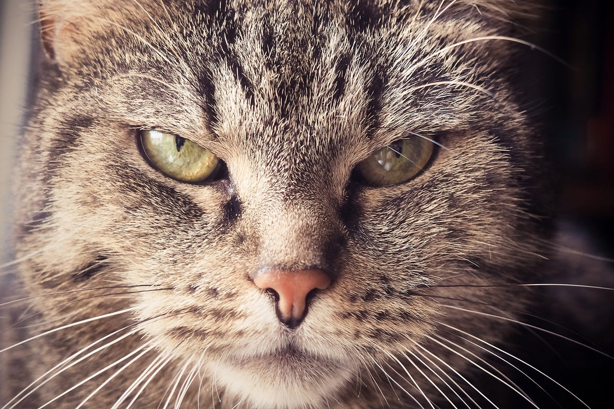 Is YOUR cat a psychopath? — Better check it out before it’s too late ...