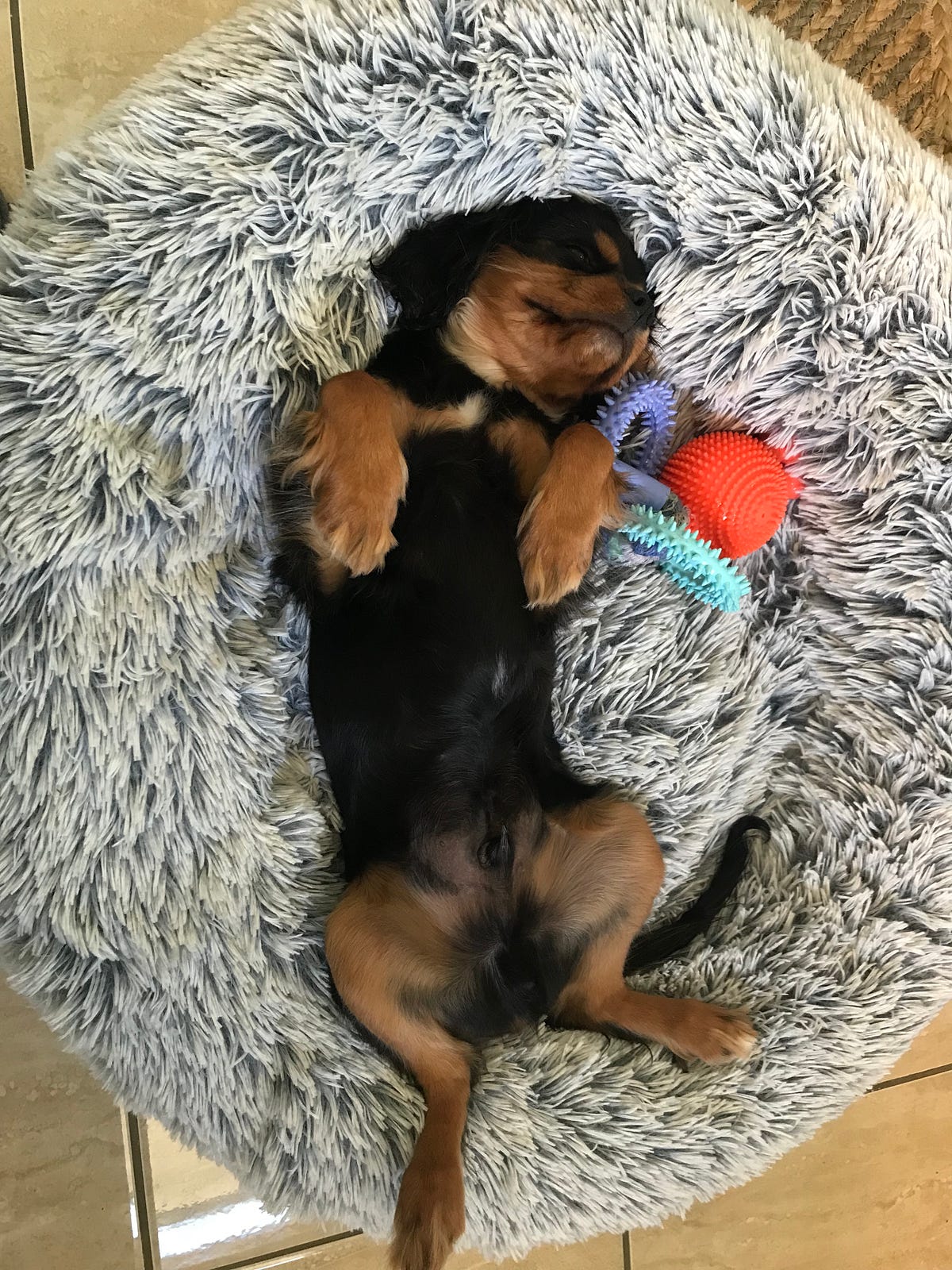 The World’s Worst Pets. The author of this book is David… | by Agastya ... The World’s Worst Pets. The author of this book is David… | by Agastya ...