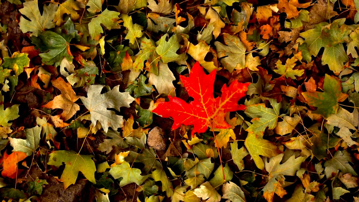 🍂 As Summer Steps Aside: Honoring the Seasons of Our Lives | by Dre On ...