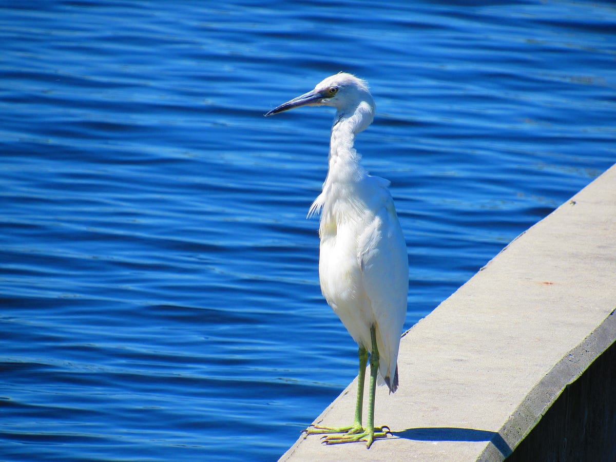 When Blue is White. A bird story | by Dennett | Gardening, Birding, and ...