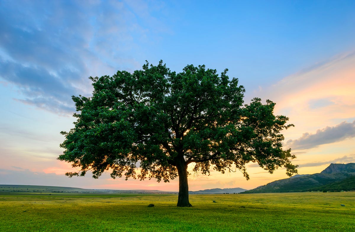 The Importance of Trees Beyond their Age: Understanding Old-growth ...