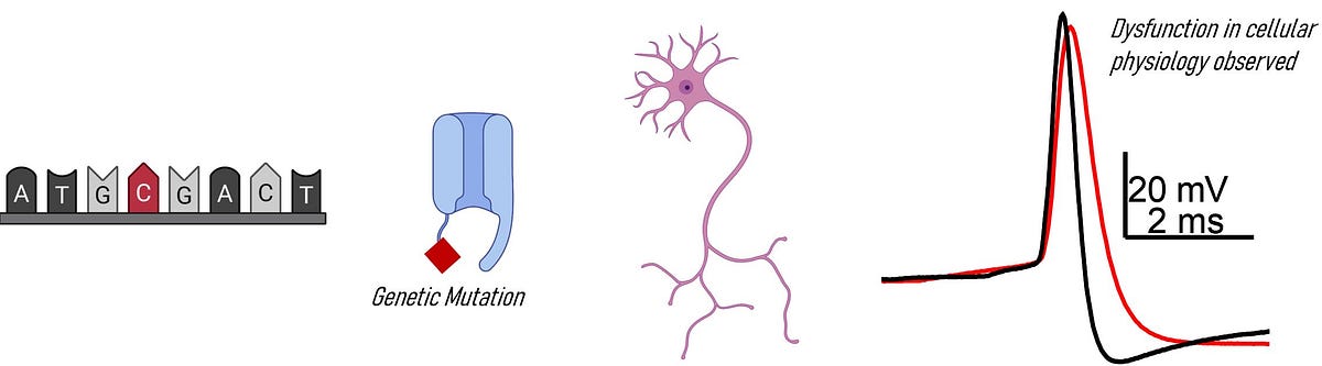 Exploring Basic Mechanisms of SUDEP in SCN8A Epilepsy | by ...