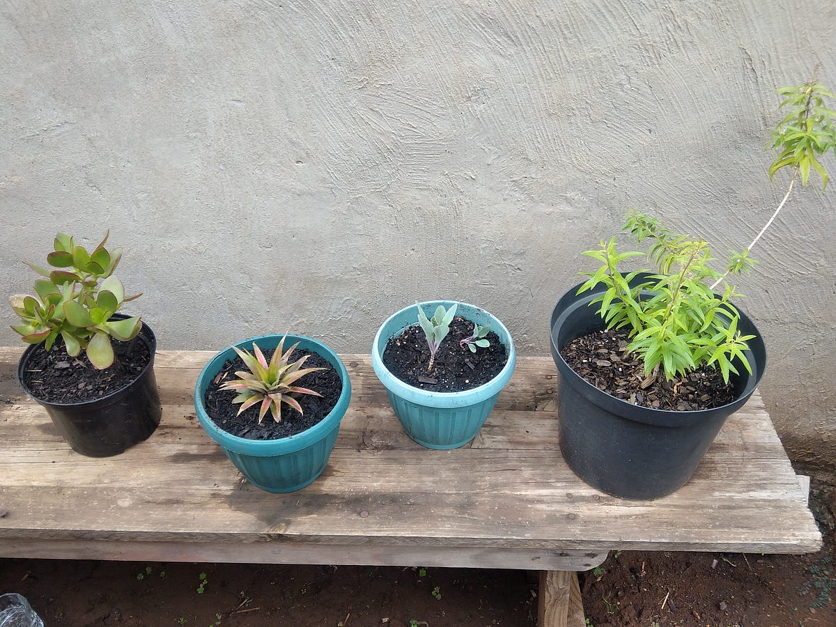 Eco-Friendly Garden Designs For Small Spaces | by Nonkululeko Mabunda ...