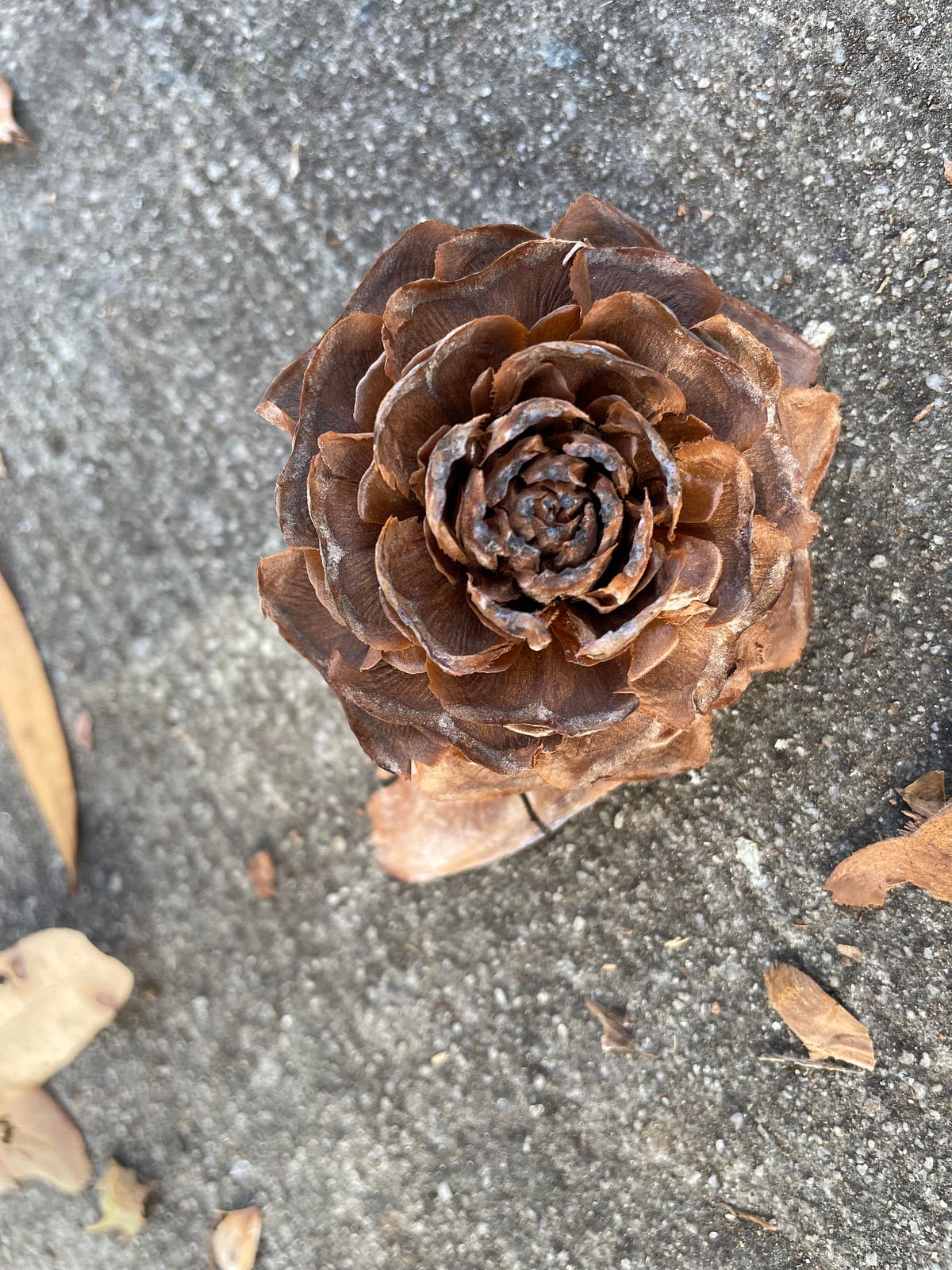 What is that?: Origins of the Atlas Cedar | by Zuri C. Davenport ...