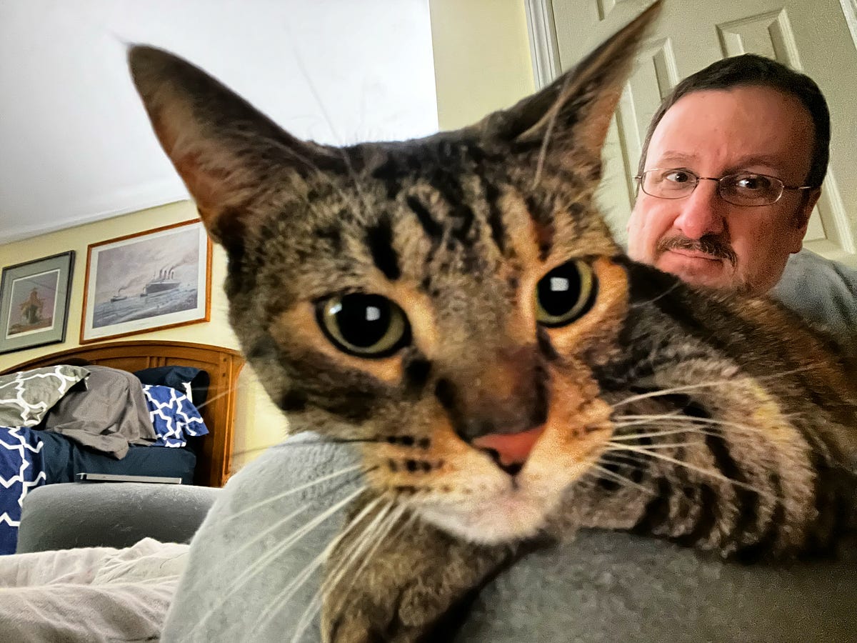 Shelter Cats Tips: Bringing Home A Shelter Cat | by Shelter Cats | Medium
