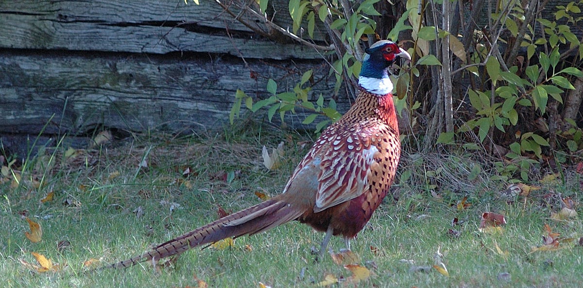 Research Report #40 — Common Pheasant | by Mohonk Preserve | Medium