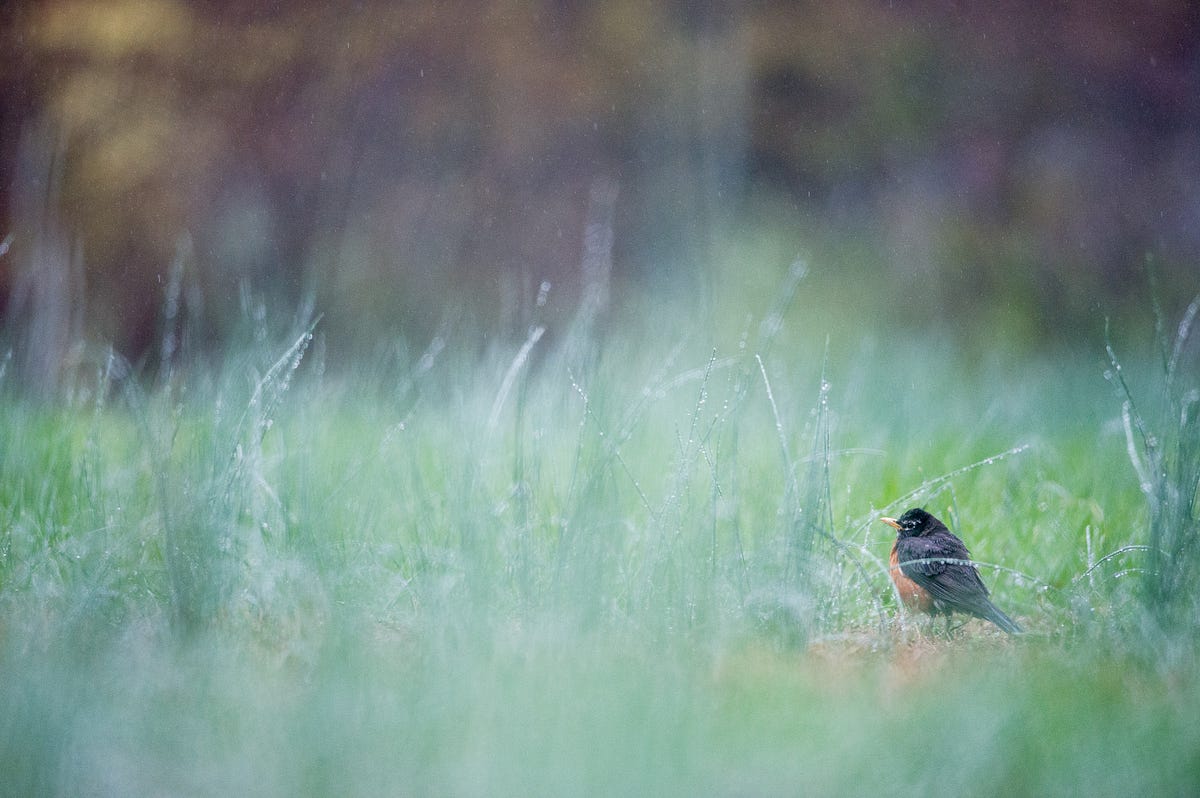 Getting on the Ground. Low Angle Wildlife Photography | by Ray Hennessy ...