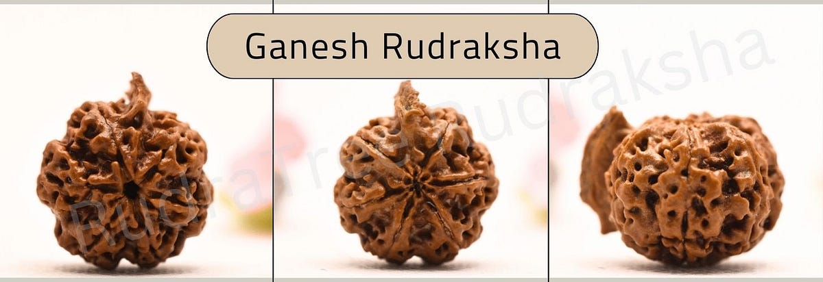 What is Ganesh Rudraksha?. Ganesh Rudraksha is a rare and… | by RudraTree | Apr, 2024 | Medium
