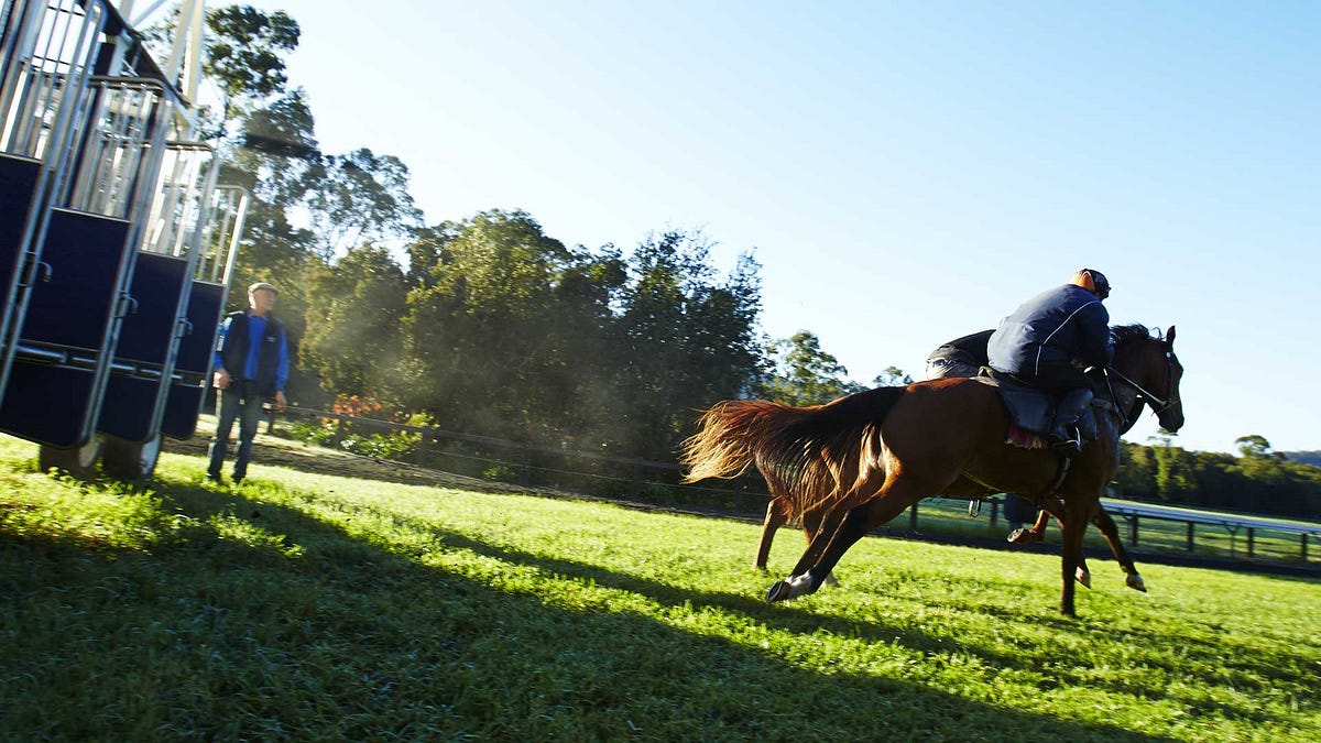 Muskoka Farm Horse Training NSW. Whether you’re just starting out with ...