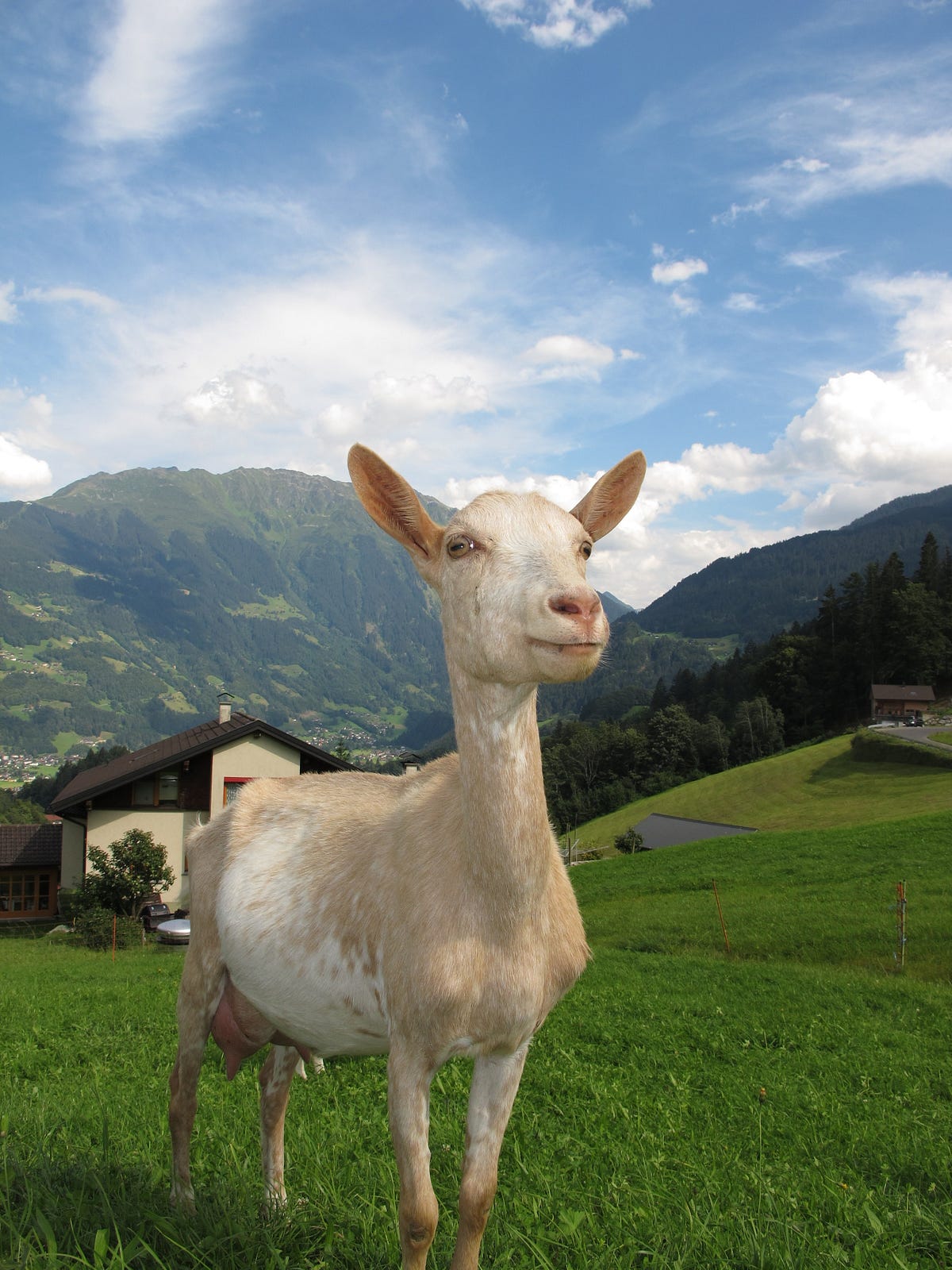 3 reasons content creation is like goat milk! | by Daniel Babcock | Medium