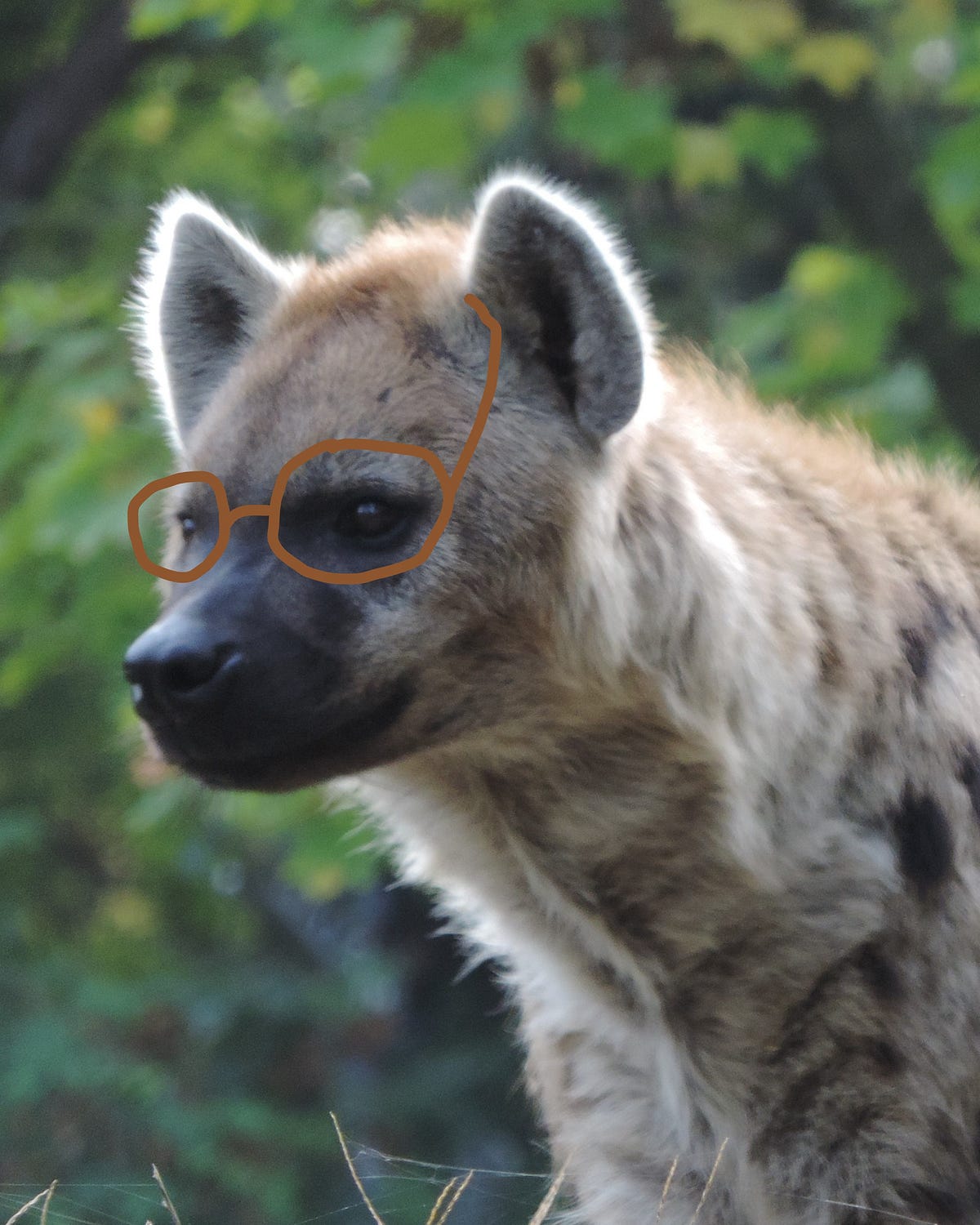 How I Secretly Tape Recorded the Office Hyena | by Timothy Ward ...