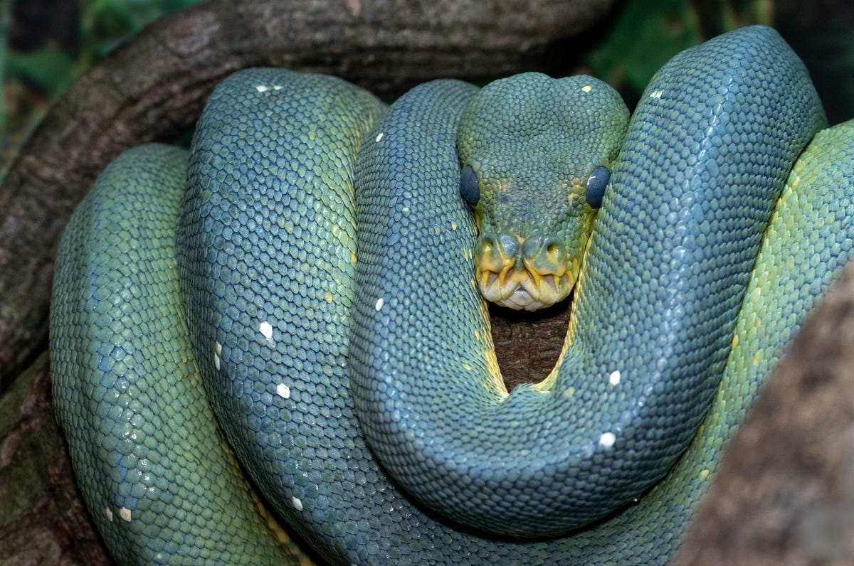 Why NumPy is the Backbone of Python’s Data Ecosystem: A Deep Dive into ...