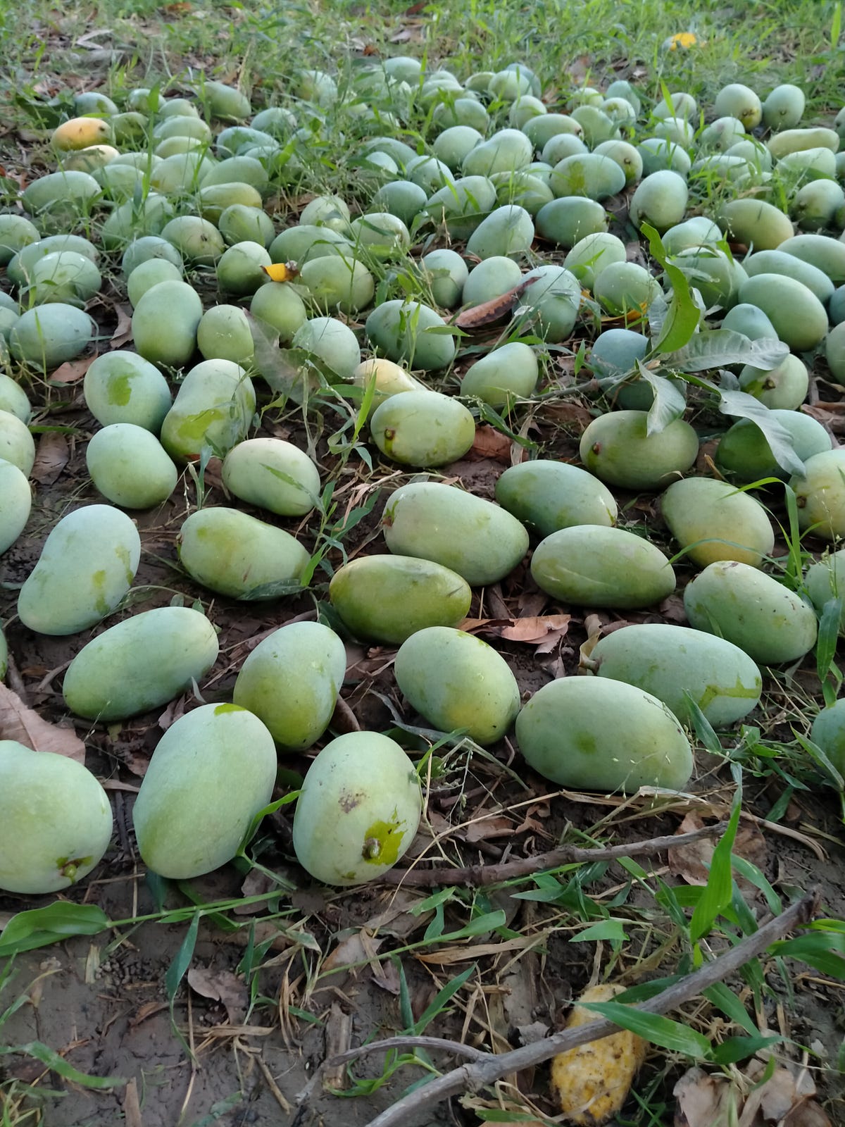 Mango broken experience.. As we know that the mango is the king… | by ...