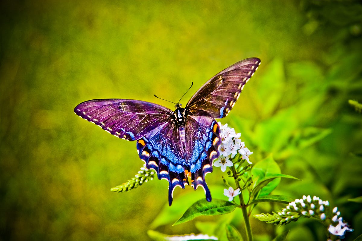 Butterfly. A Haiku | by Anitha Sankaran | House of Haiku | Medium