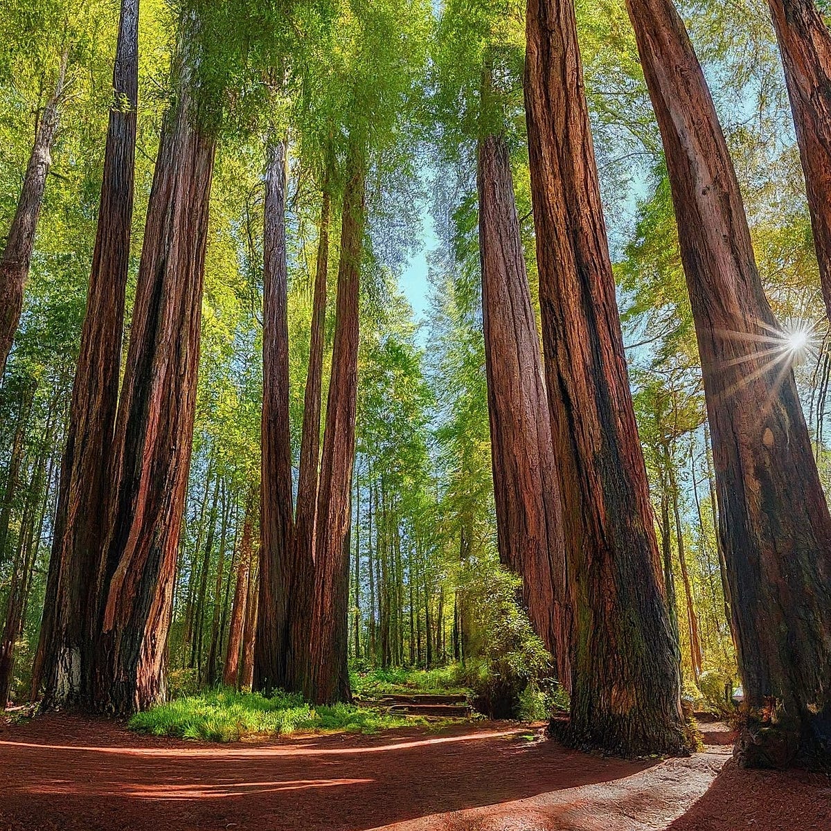 The Secret Language of Trees: Can They Really Talk to Each Other? | by ...