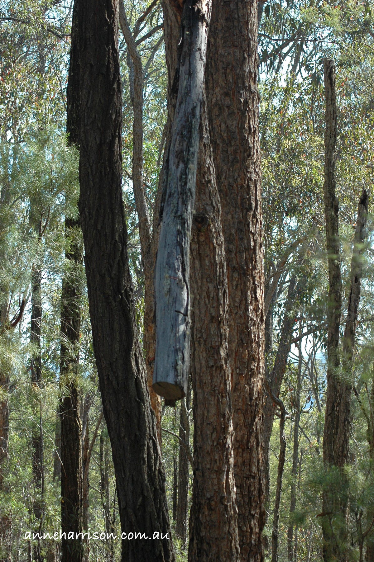 Trees of Home. I came across this tree wandering… | by Anne Harrison ...