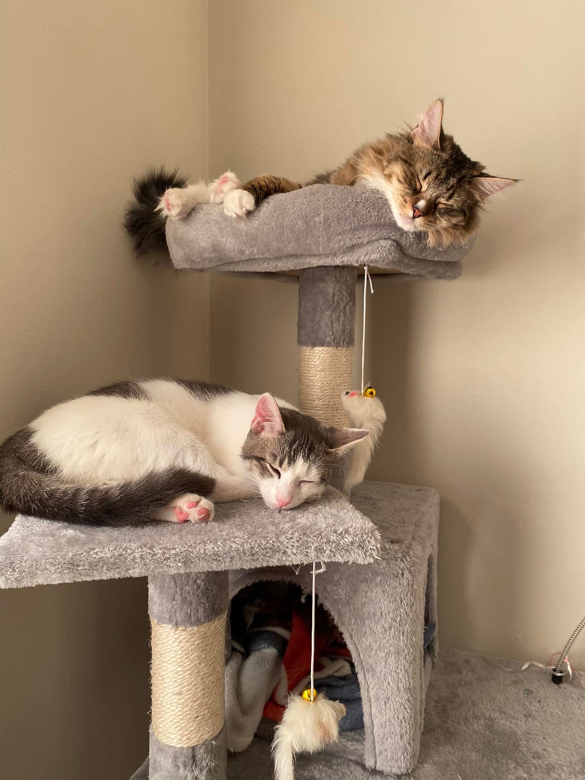 The Extraordinary Thing About Cats | by Kira Lynn | Medium
