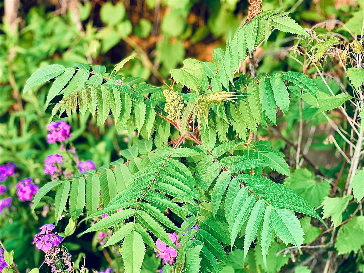 i feel split , divided. sumac . . . human . . . sumac | by Beth Bundy ...