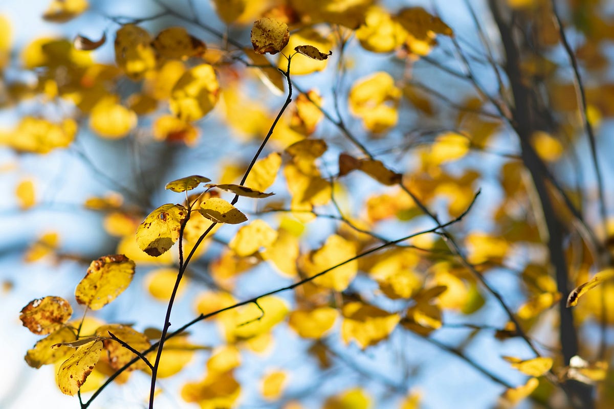 Where Blue Turns Blue On Yellow. Be careful, the letter of last hope ...